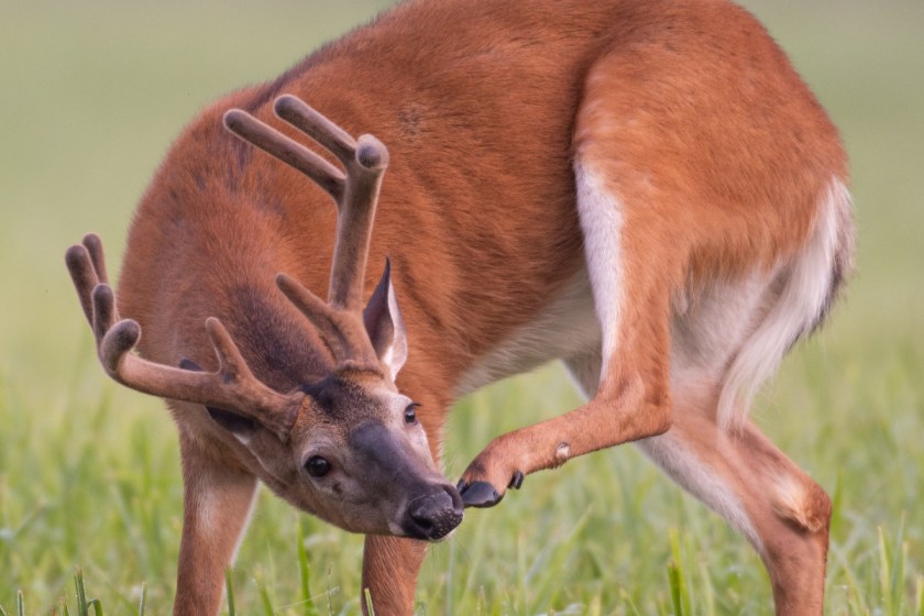 Deer Hooves: Weird Things To Know About Deer Feet