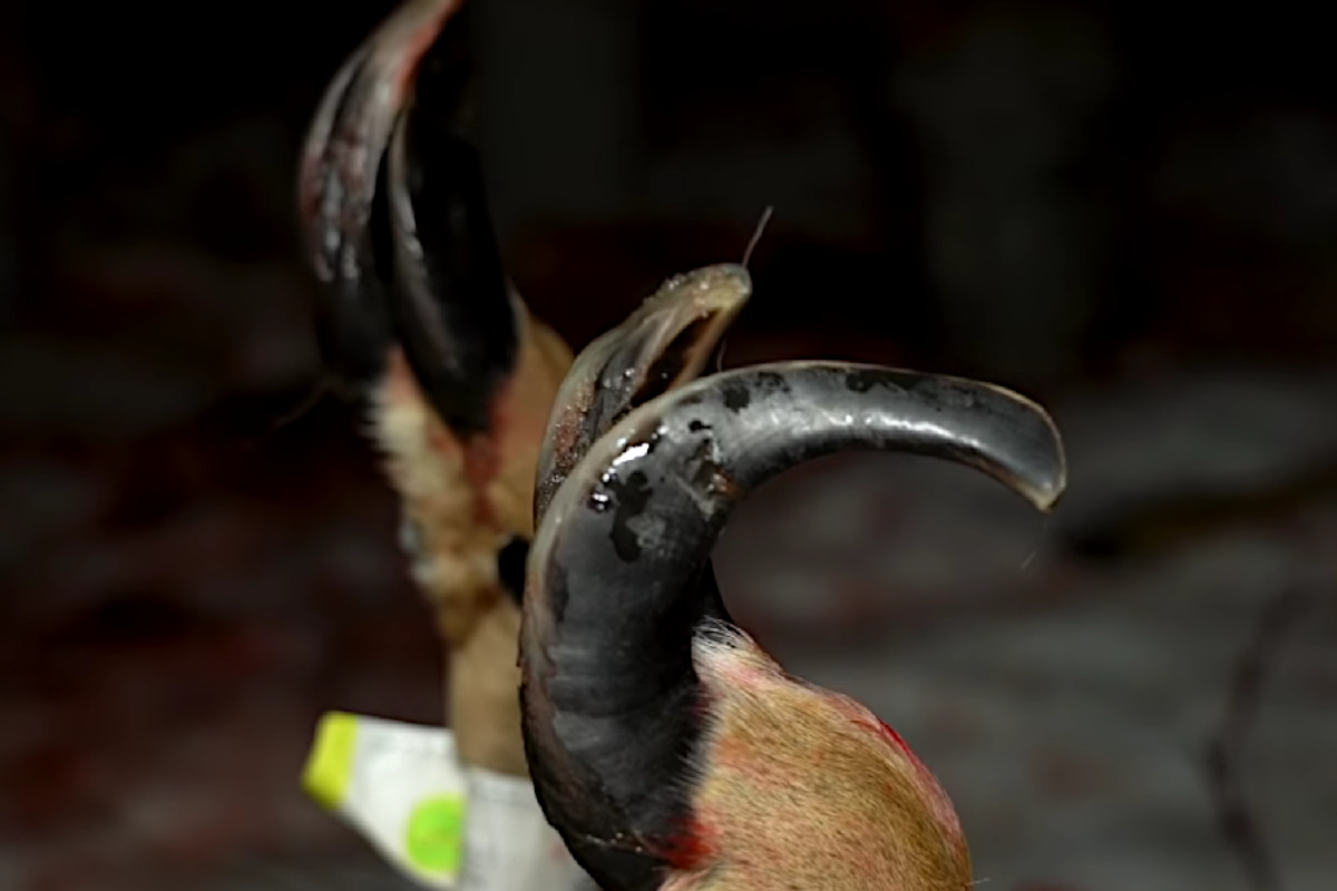 Deer Hooves: Weird Things To Know About Deer Feet