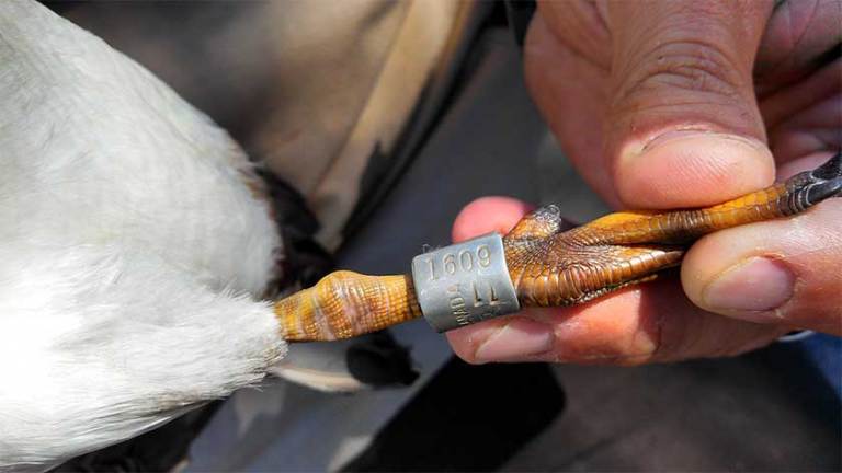 Duck Ages: Oldest Mallard, Teal, and Other Species