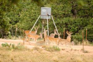Deer Baiting Ethics: Weighing the Pros and Cons - Wide Open Spaces