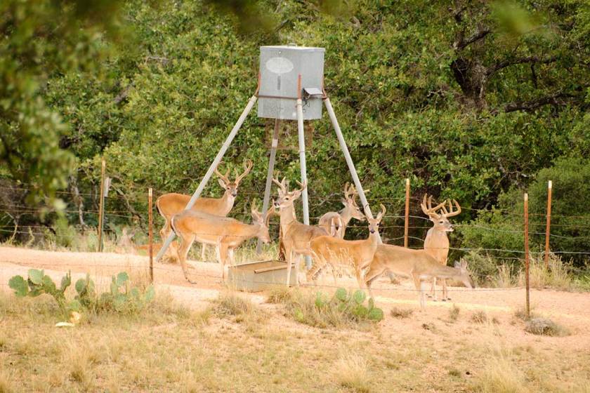 Baiting for Deer: Why Many States Are Banning the Practice