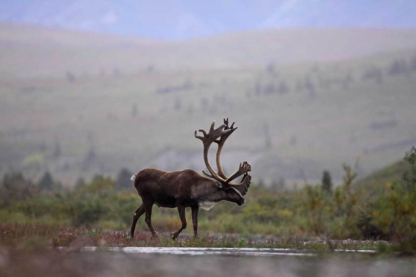 Caribou Hunting 101: When and Where to Do It - Wide Open Spaces