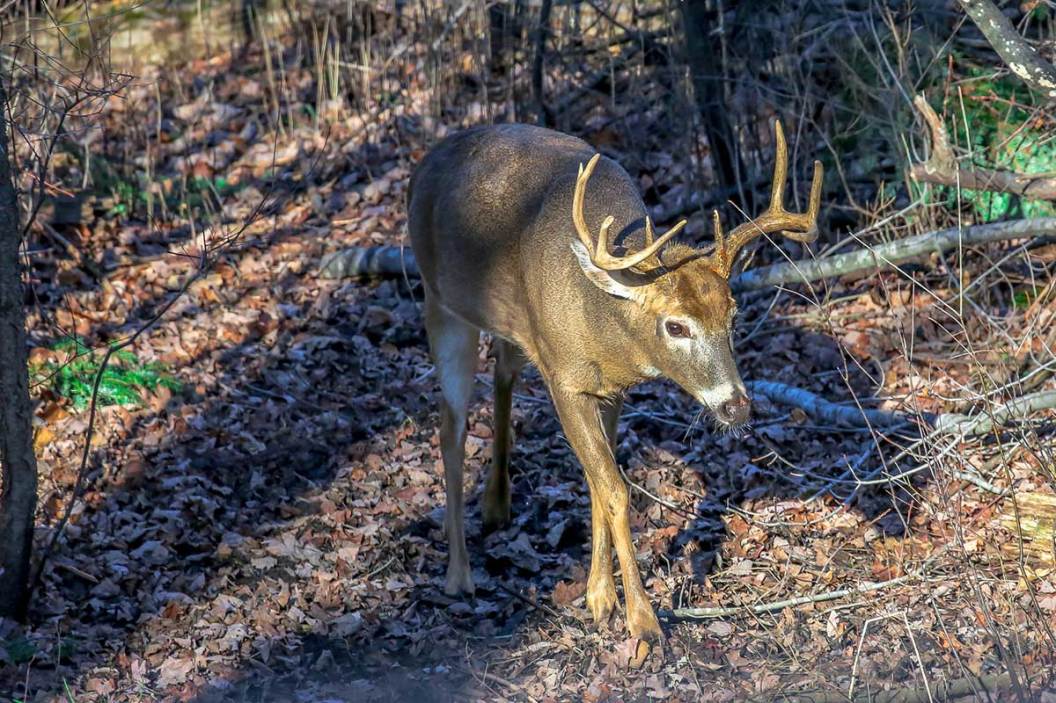 Doe Urine: Pros and Cons of Real and Synthetic Attractants
