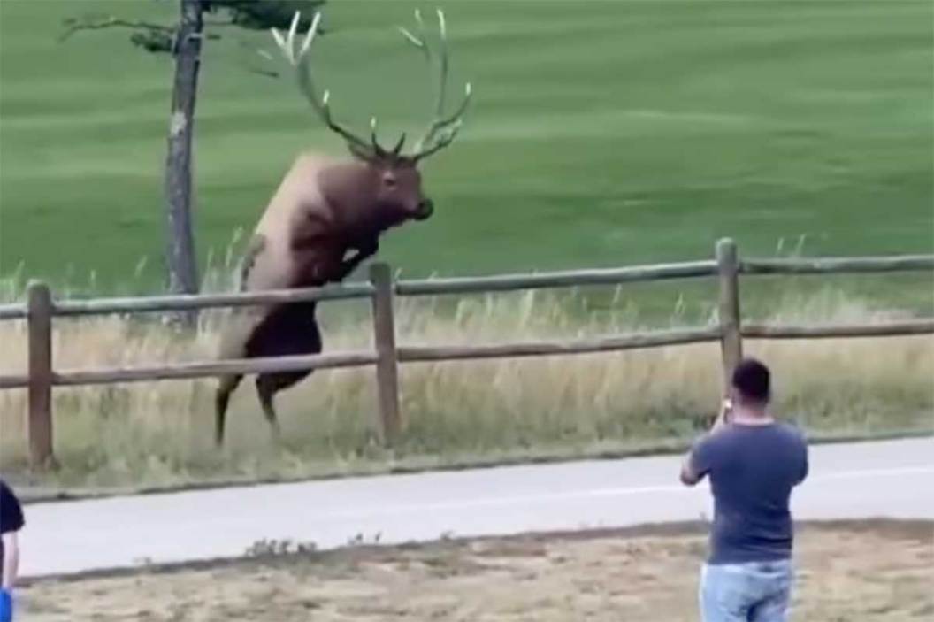 Bull Elk Jumps Fence to Show Tourists What Happens When You Get Too ...