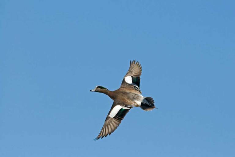 Duck Ages: Oldest Mallard, Teal, and Other Species