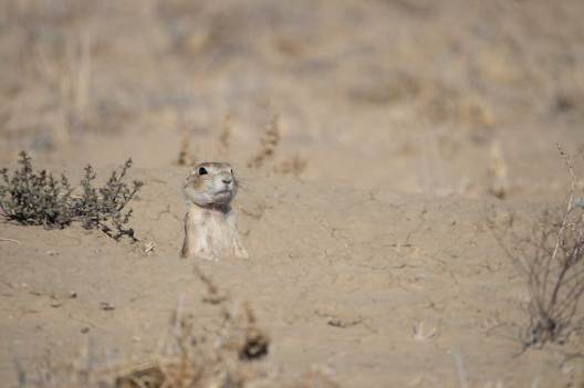 Best Prairie Dog Hunting States