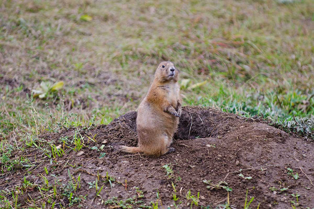 Prairie Dog Hunting 101: Gear, Tactics, and Why It's Important - Wide ...
