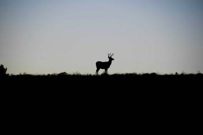 Public Land Deer Hunting: Realistic Expectations for the First Timer