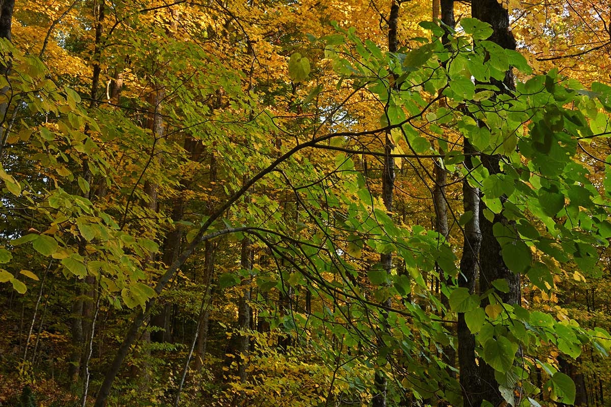 Hunting Thick Cover: 4 Tips to Help When the Deer Are in the Thick Stuff