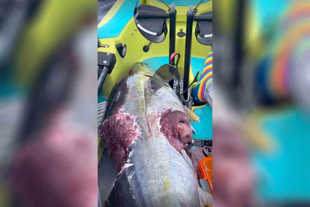 Shark Snatches Half a 45LB Tuna From Angler in a Kayak