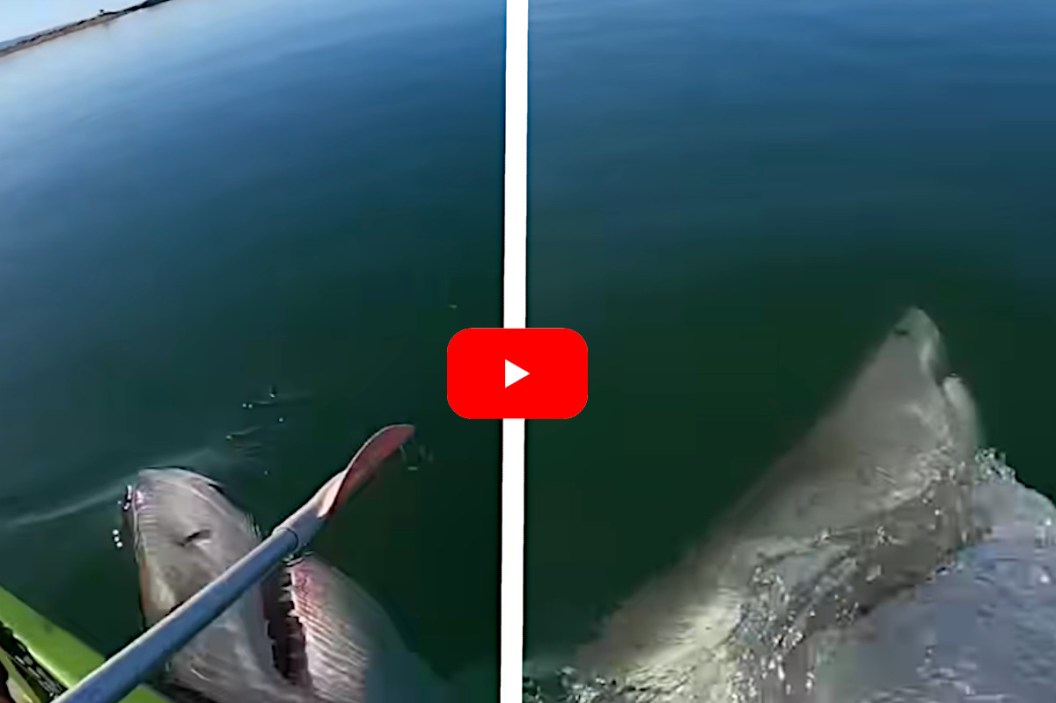 Great White Shark Gives Kayak Angler a Real Scare