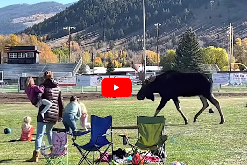 Bull Moose Sends Parents Scrambling at Youth Soccer Game