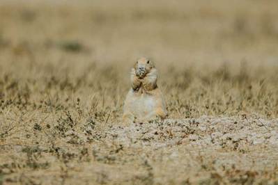 Best Prairie Dog Hunting States