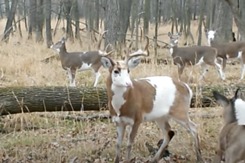 Black Deer in Backyard: How Rare is this Color Variation? - Wide Open ...
