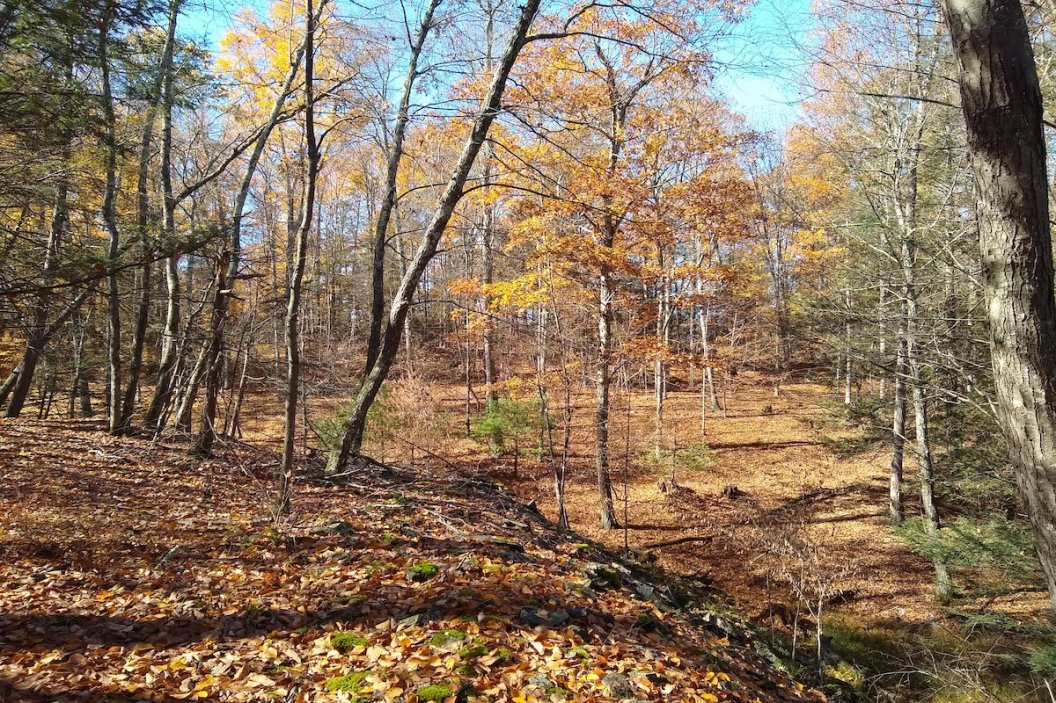 Be More Stealthy in the Hunting Woods With These Tips