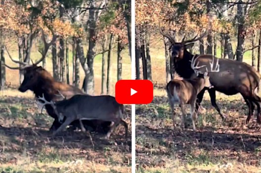 Bowhunters Witness Epic, Knock-Down, Drag Out Elk Fight