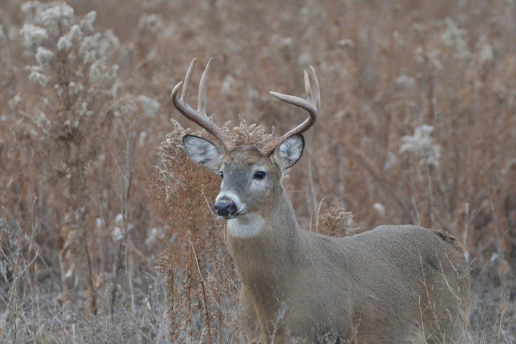 How to Quickly Identify a 120 Class Whitetail Deer