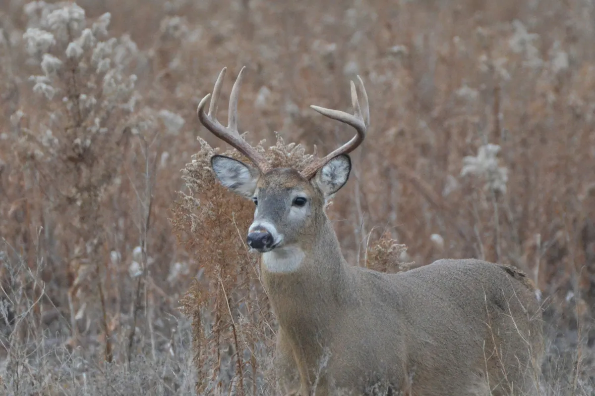 How to Quickly Identify a 120 Class Whitetail Deer