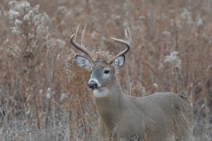 How to Quickly Identify a 120 Class Whitetail Deer