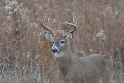 How to Quickly Identify a 120 Class Whitetail Deer