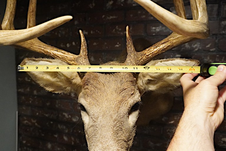 How to Quickly Identify a 120 Class Whitetail Deer