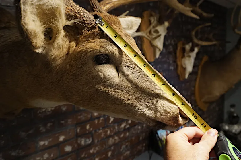 How to Quickly Identify a 120 Class Whitetail Deer