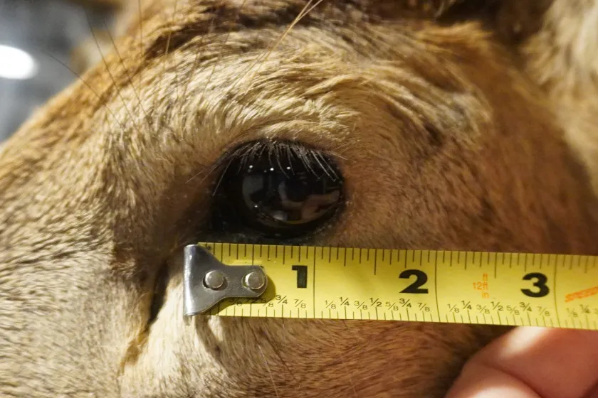 How to Quickly Identify a 120 Class Whitetail Deer