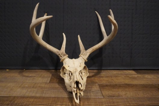 How to Quickly Identify a 120 Class Whitetail Deer