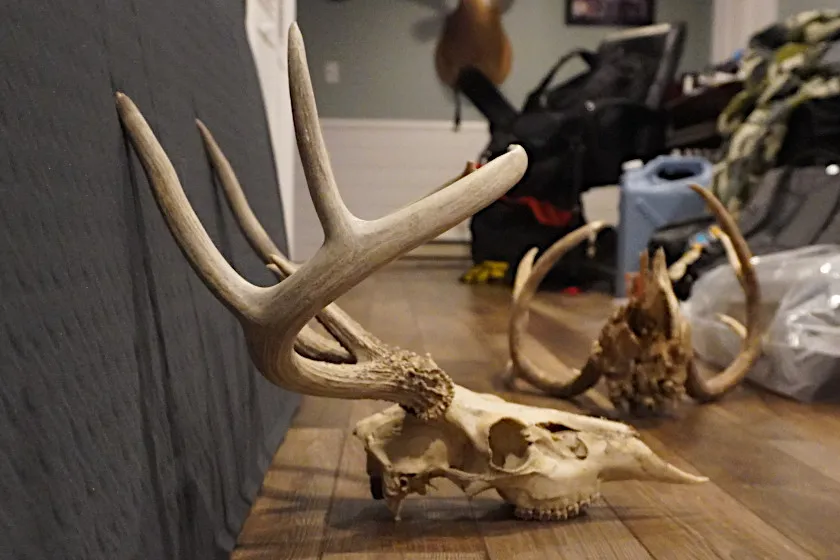 How to Quickly Identify a 120 Class Whitetail Deer