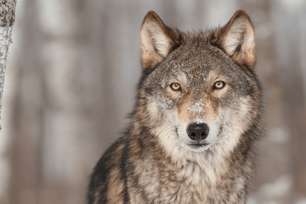 Wisconsin DNR Estimates 972 Wolves in Current Population - Wide Open Spaces