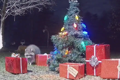 Wildlife Enjoy Their New Christmas Decor Playground - Wide Open Spaces