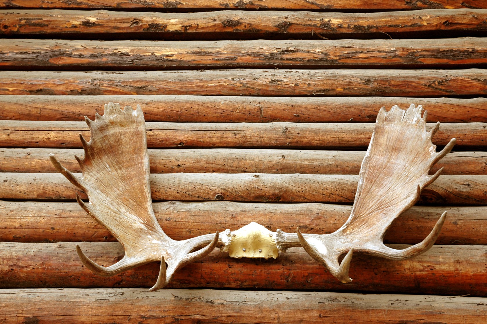 Why Do Moose Shed Their Antlers? All Your Questions, Answered