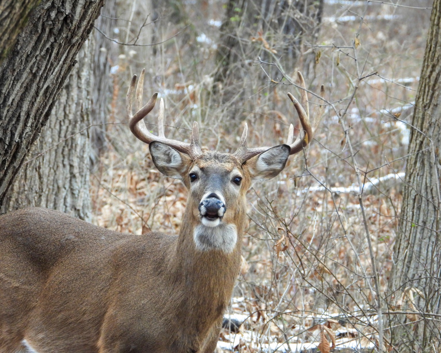 Female Bowhunter Double Lungs Big 10-Pointer With Perfect Shot
