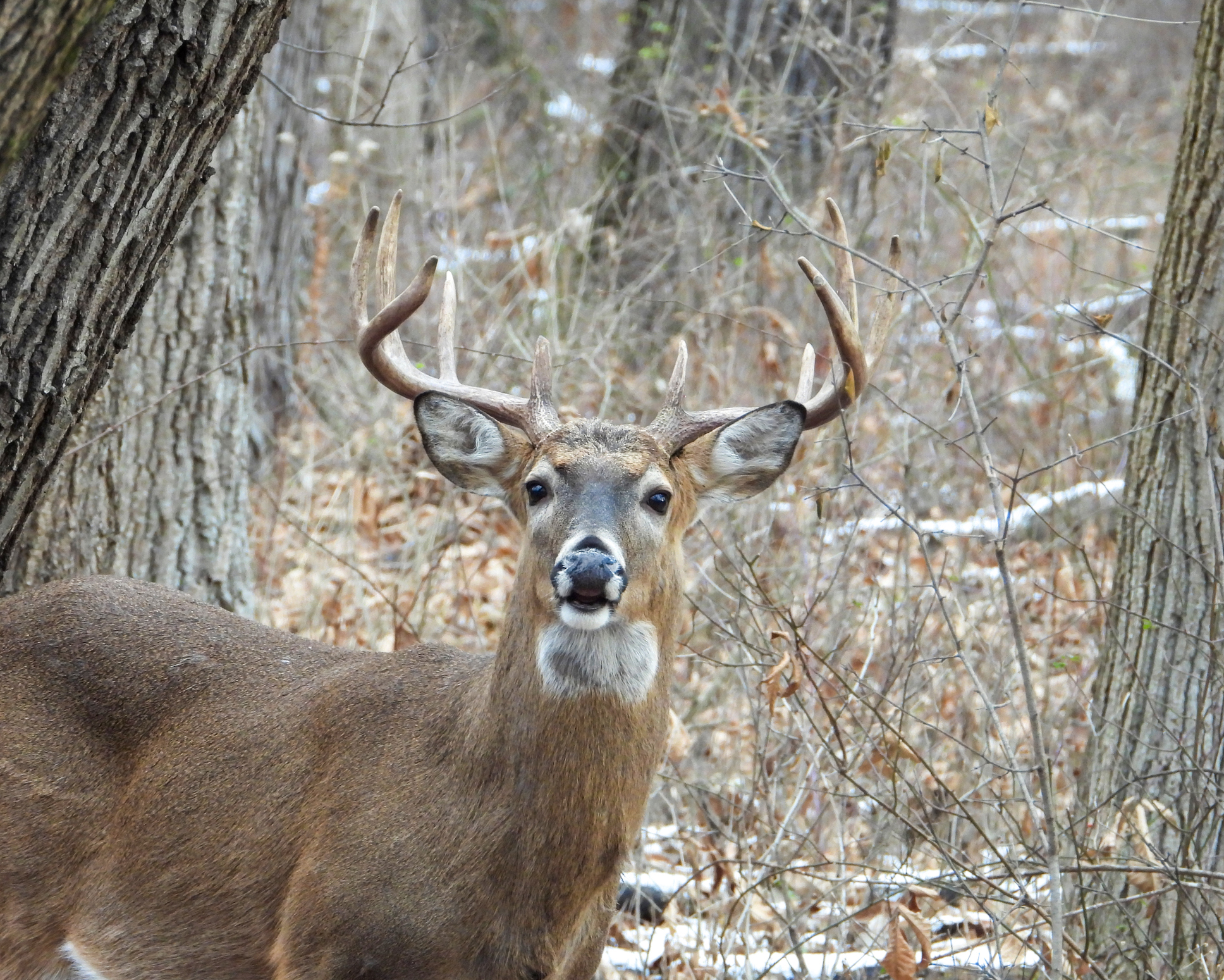 Female Bowhunter Double Lungs Big 10-Pointer With Perfect Shot