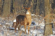 Josh Bowmar's 215-Inch Ohio Whitetail Still Looks Huge - Wide Open Spaces