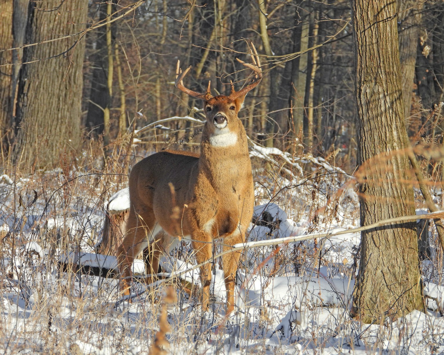 Bowhunter Downs Huge 18-Point Buck in Memory of His Grandpa