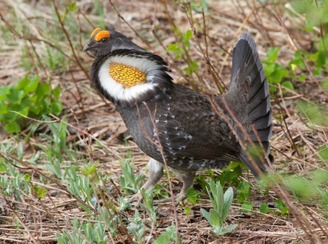 Best Western States for Upland Bird Hunting