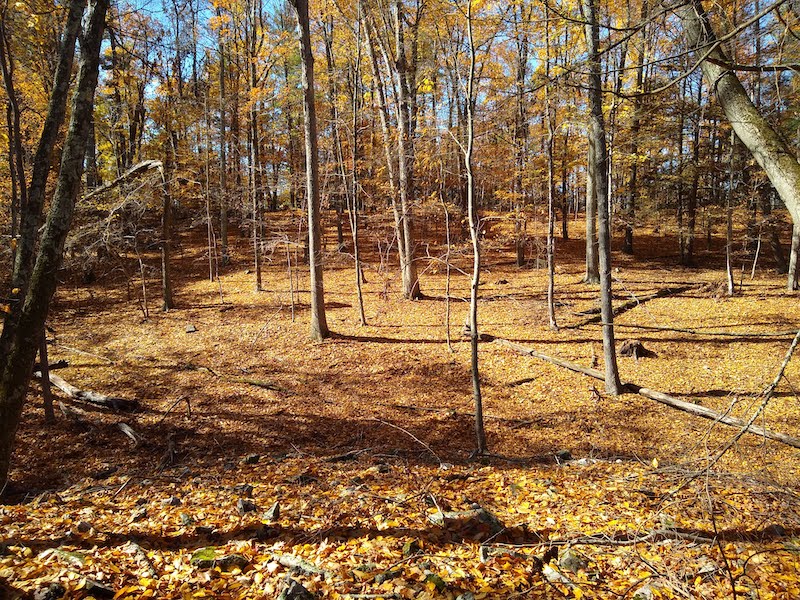 9 Things That Scare Us While Deer Hunting