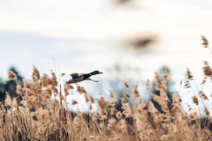 Stuttgart Duck Opener: The Full Arkansas Hunting Experience