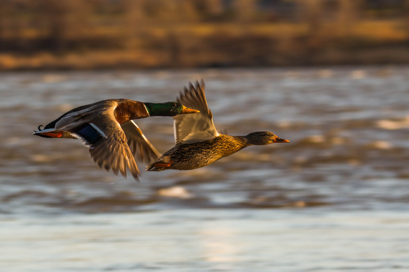 Stuttgart Duck Opener: The Full Arkansas Hunting Experience
