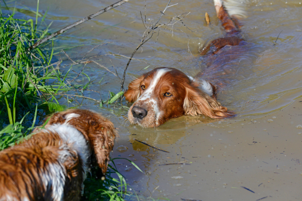 Hog Dogs: The Best Breeds for Hog Hunting - Wide Open Spaces