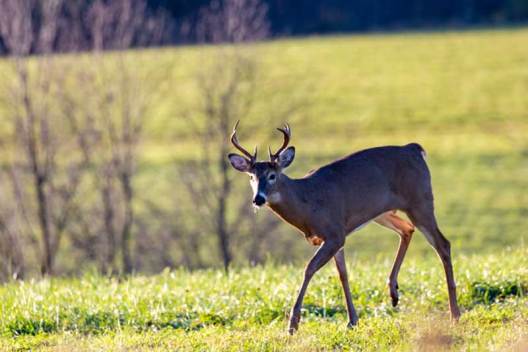 How to Age Deer: Telltale Signs to Look For