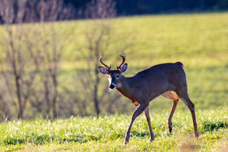 How to Age Deer: Telltale Signs to Look For