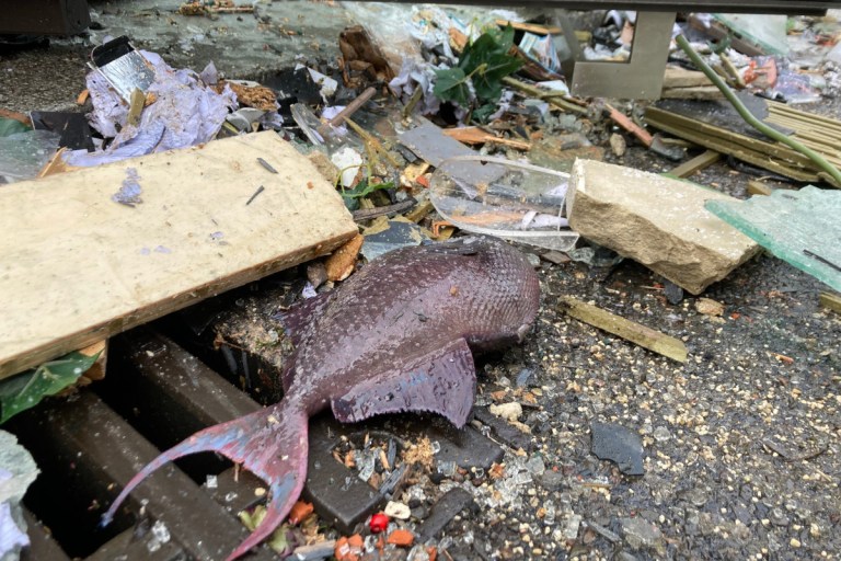 World's Largest Free-Standing Aquarium Explodes in Berlin