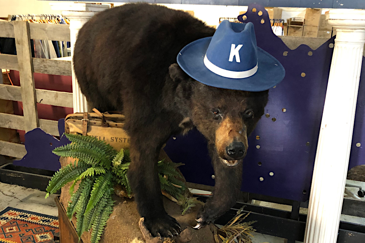 The True Story of 'Cocaine Bear' is the Weirdest Wildlife Story Ever