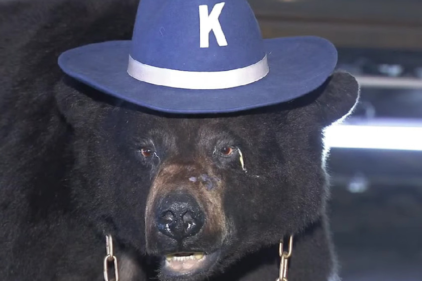 The True Story of 'Cocaine Bear' is the Weirdest Wildlife Story Ever