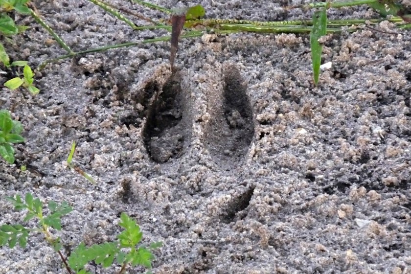 Deer Tracks, The Key Things Hunters Can Learn From Footprints