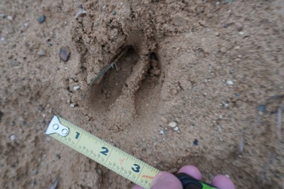 Deer Tracks: What Hunters Can Learn From Deer Footprints