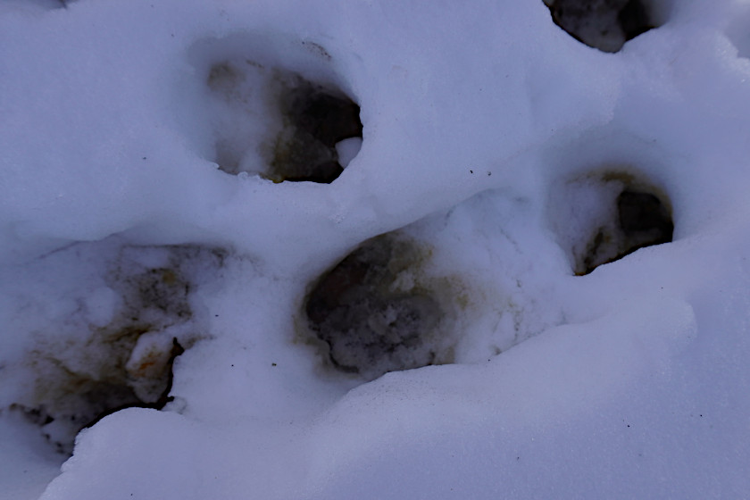 Deer Tracks: What Hunters Can Learn From Deer Footprints
