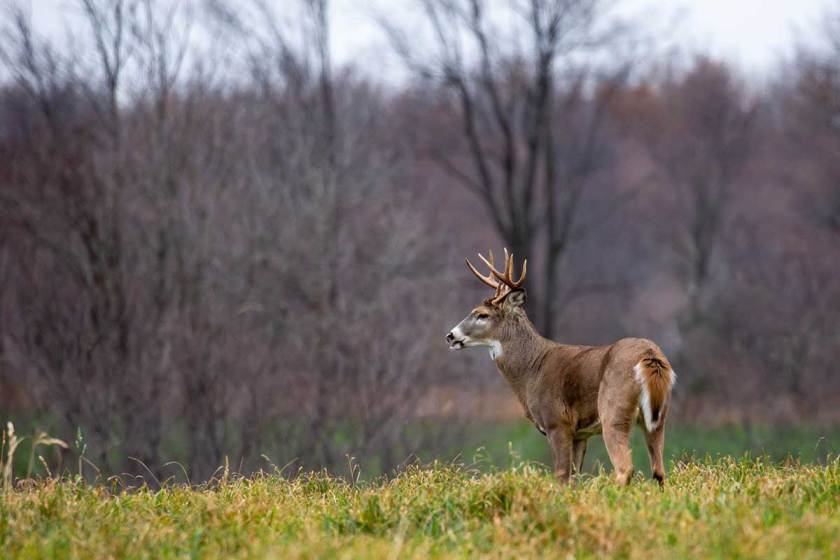 How to Age Deer: Telltale Signs to Look For